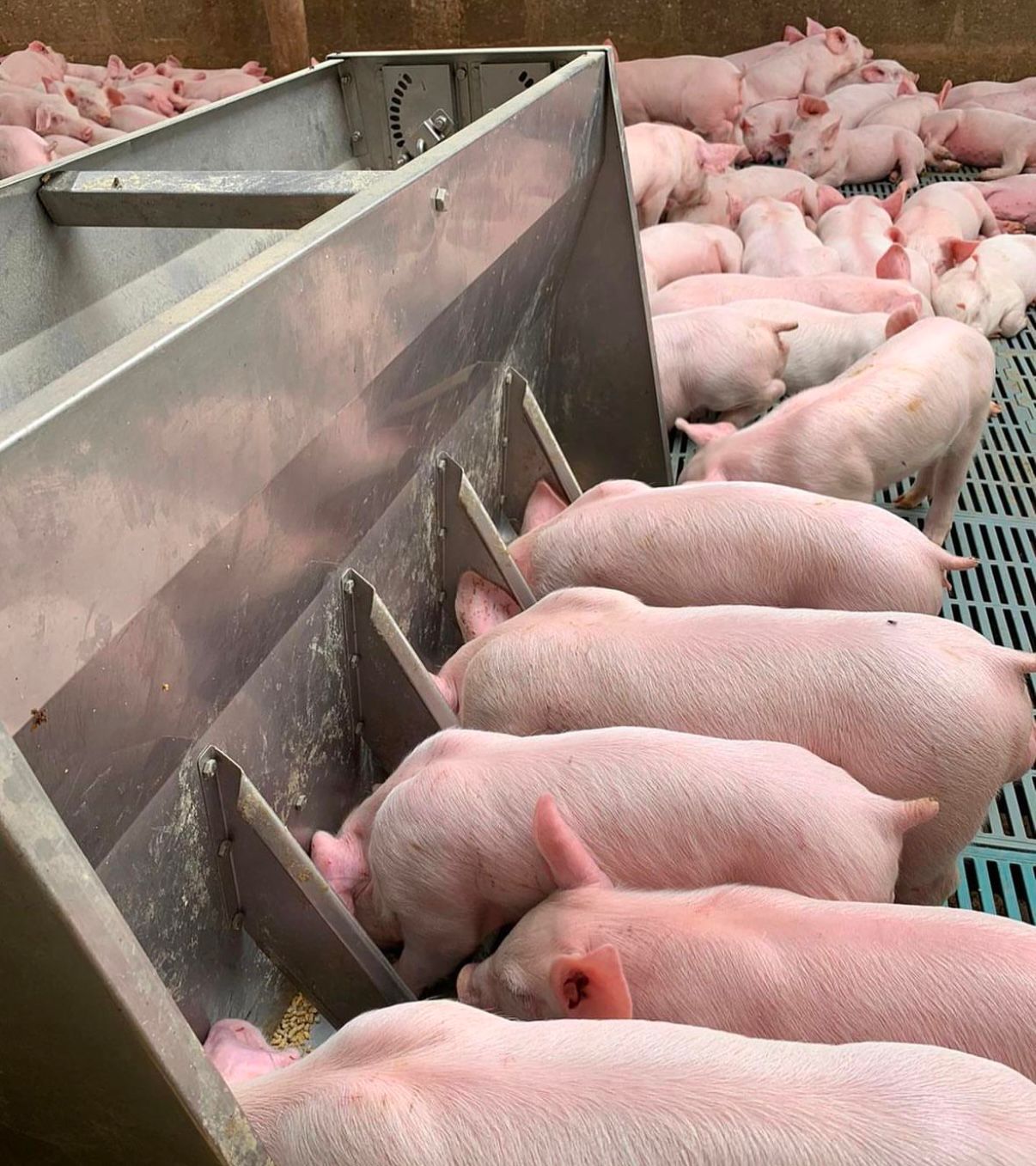 Cómo Elegir el Comedero Ideal para tu Granja Porcina - Pulsagro
